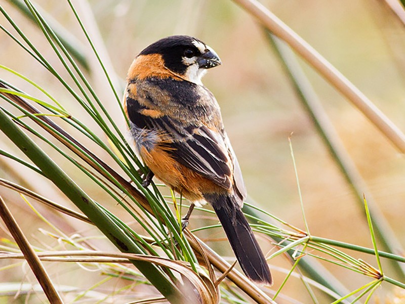 Rusty-collared Seedeater - eBird