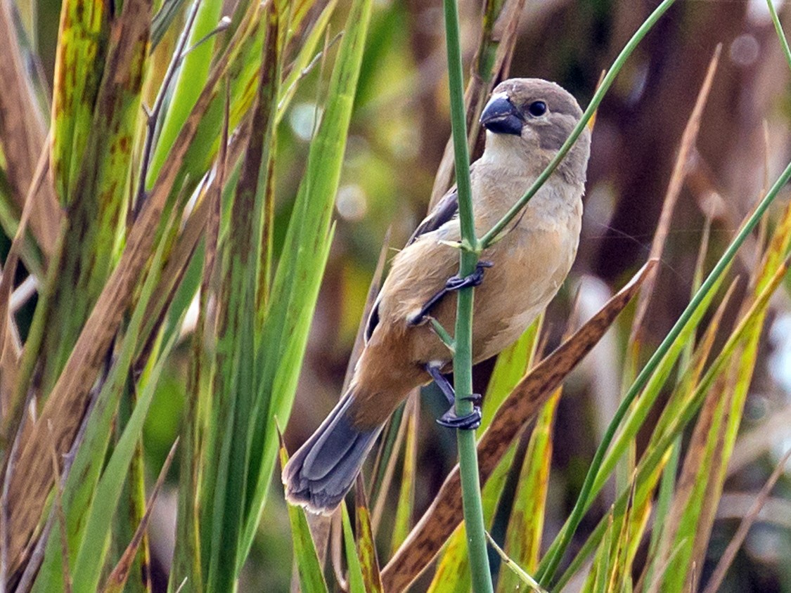 Rusty-collared Seedeater - eBird