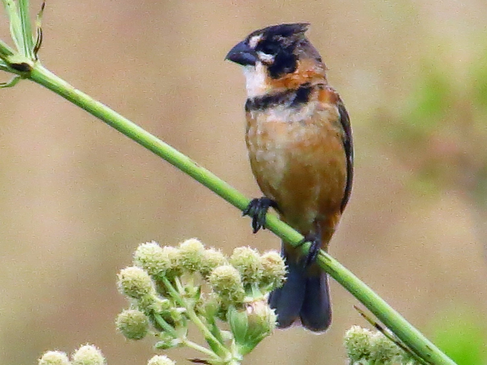 Rusty-collared Seedeater - eBird