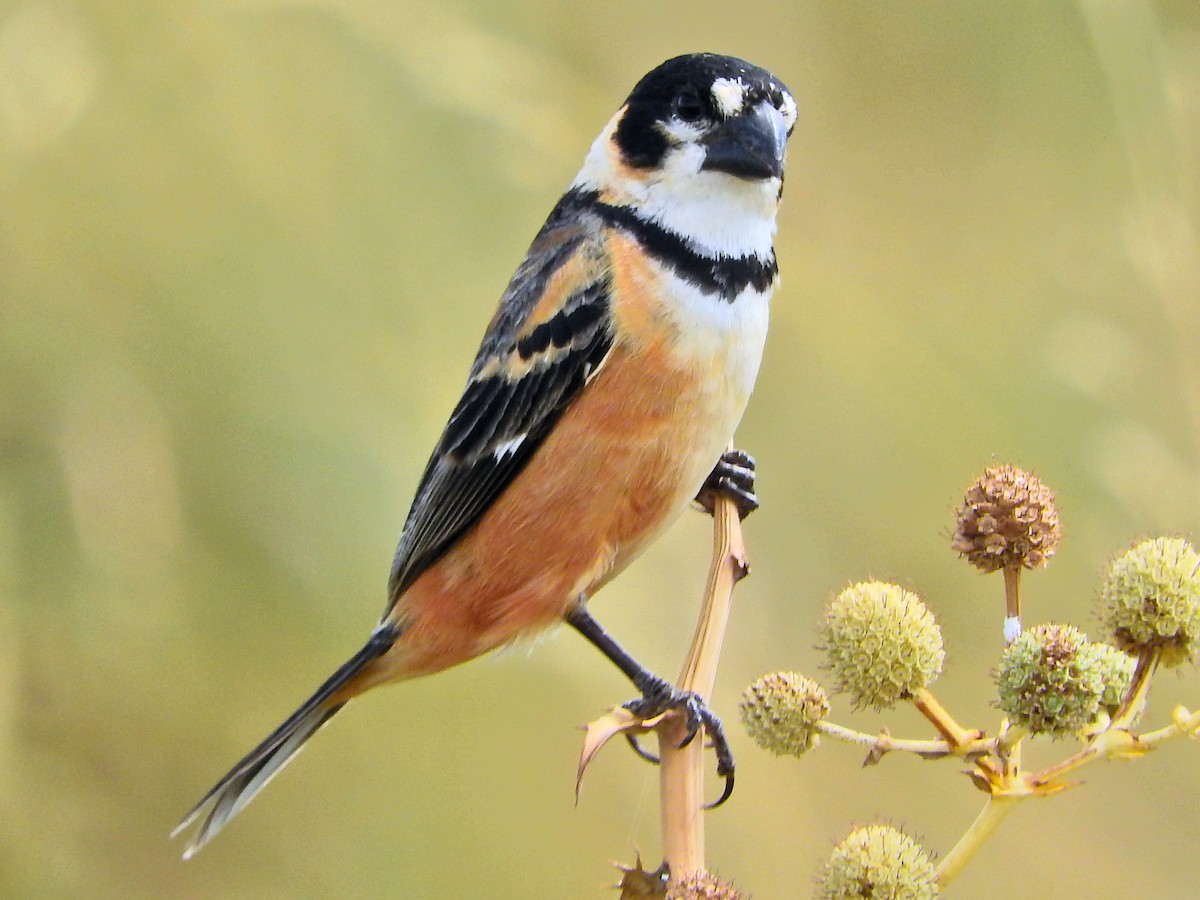 Rusty-collared Seedeater - Sporophila collaris - Birds of the World