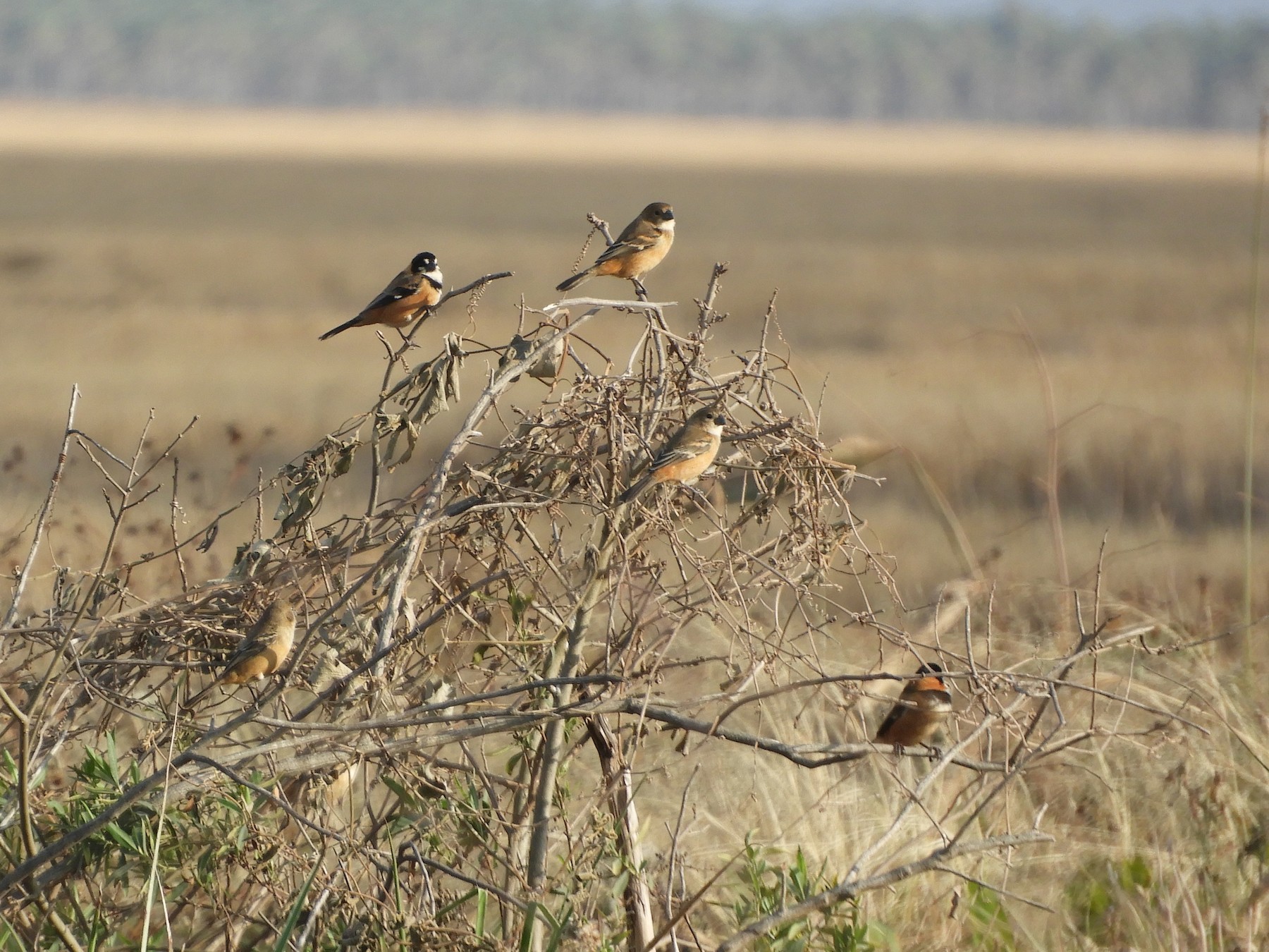 Rusty-collared Seedeater - eBird