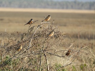 Rusty-collared Seedeater - eBird