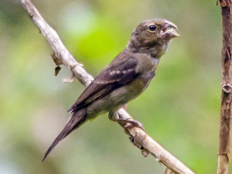Buffy-fronted Seedeater - eBird