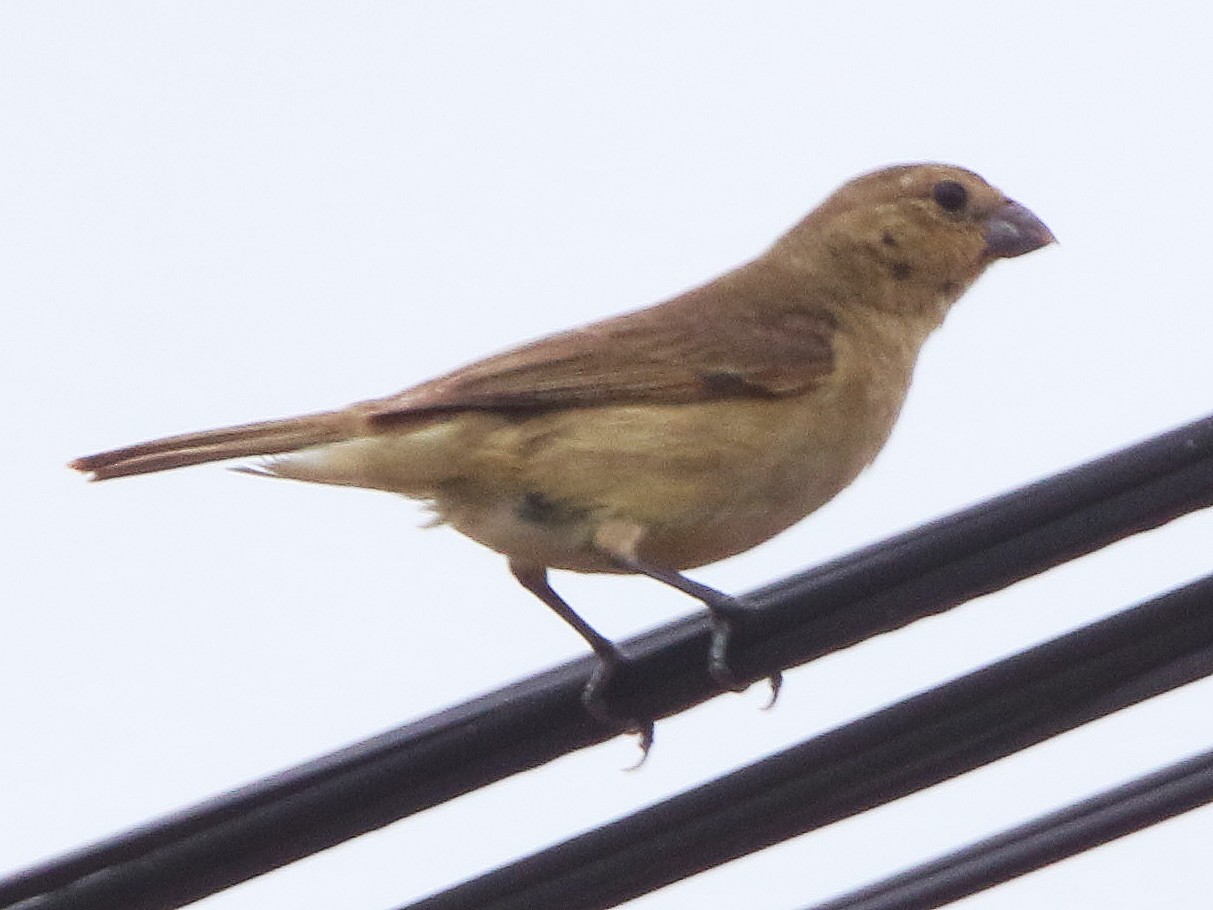 papa-capim-de-costas-cinza - eBird