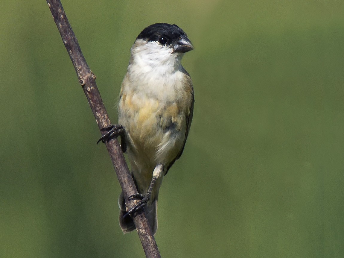 Pearly-bellied Seedeater - eBird