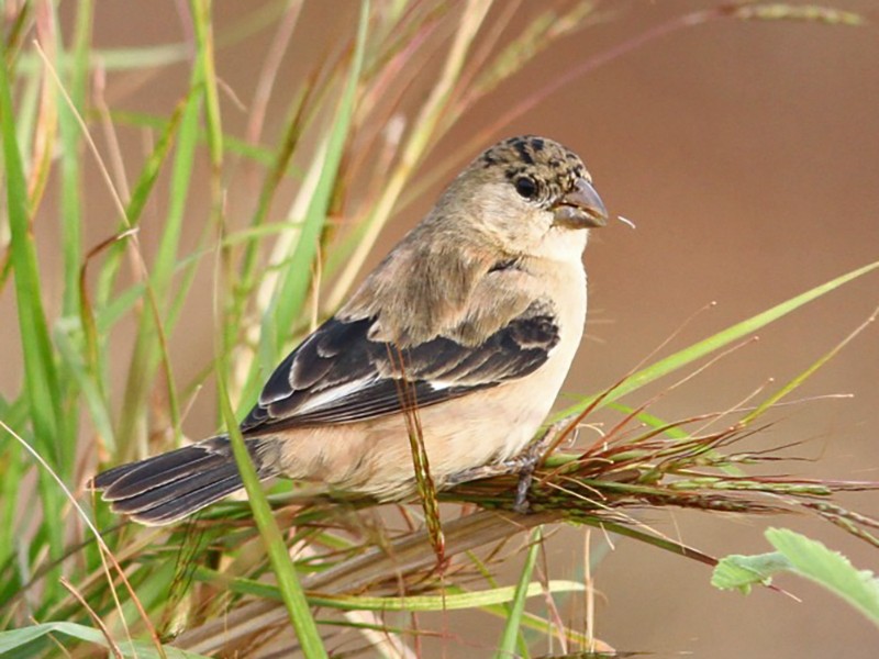 Copper Seedeater - eBird