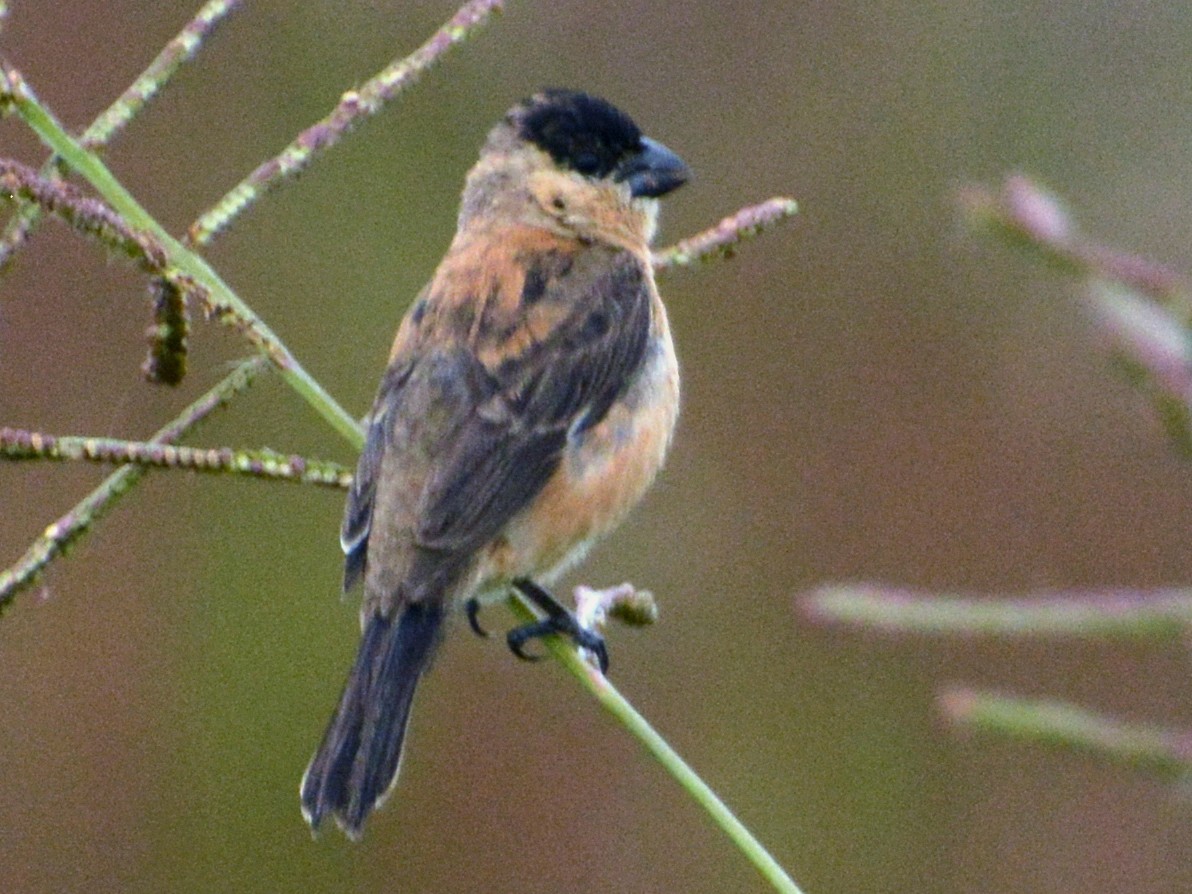 Copper Seedeater - eBird