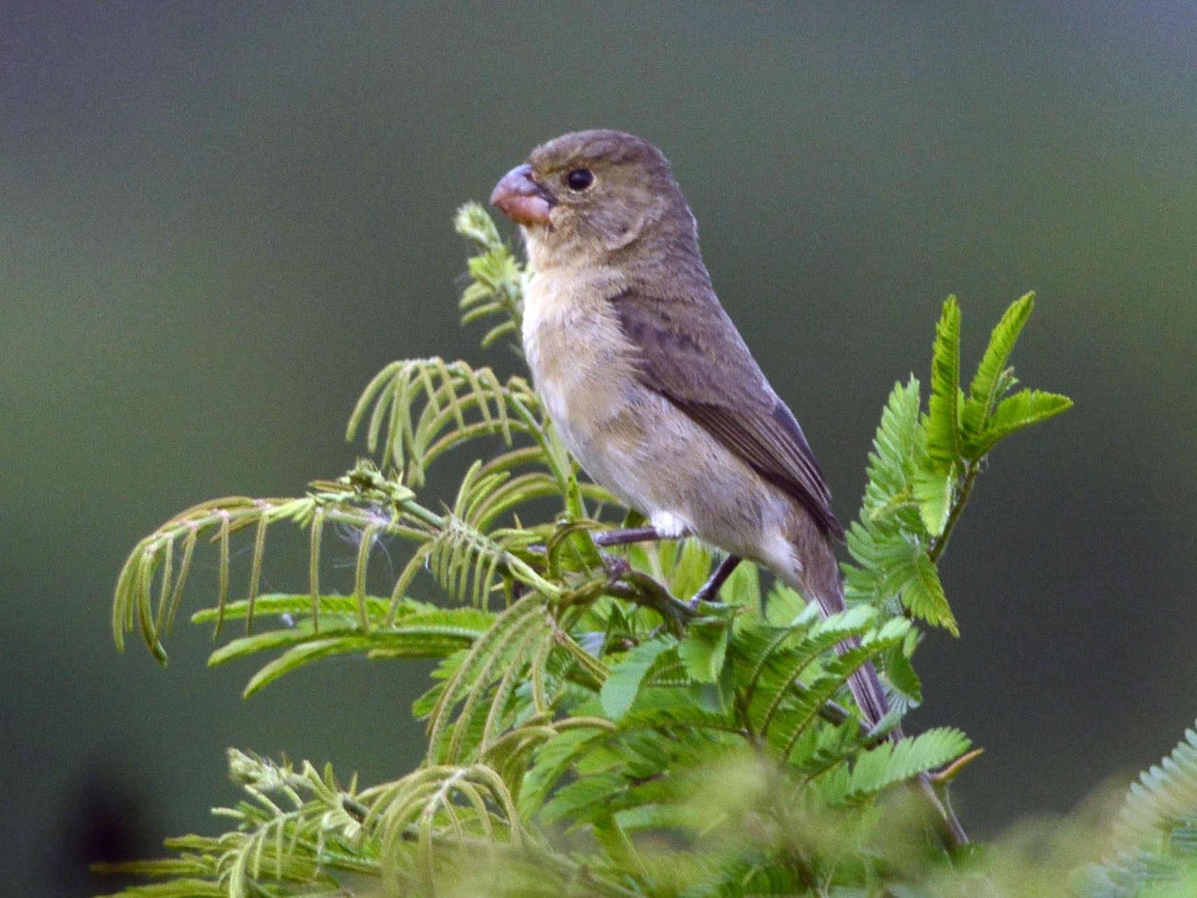 Copper Seedeater - eBird