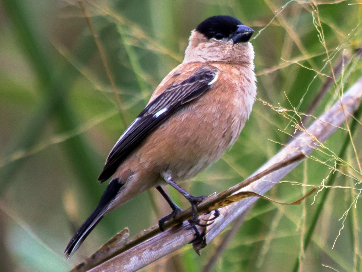 Copper Seedeater - Sporophila bouvreuil - Birds of the World