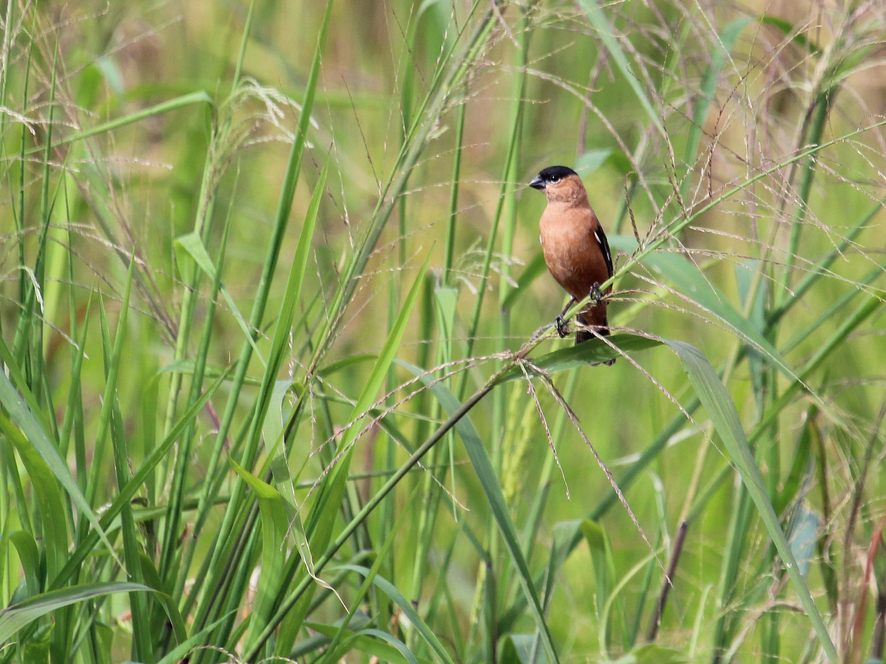 Copper Seedeater - eBird