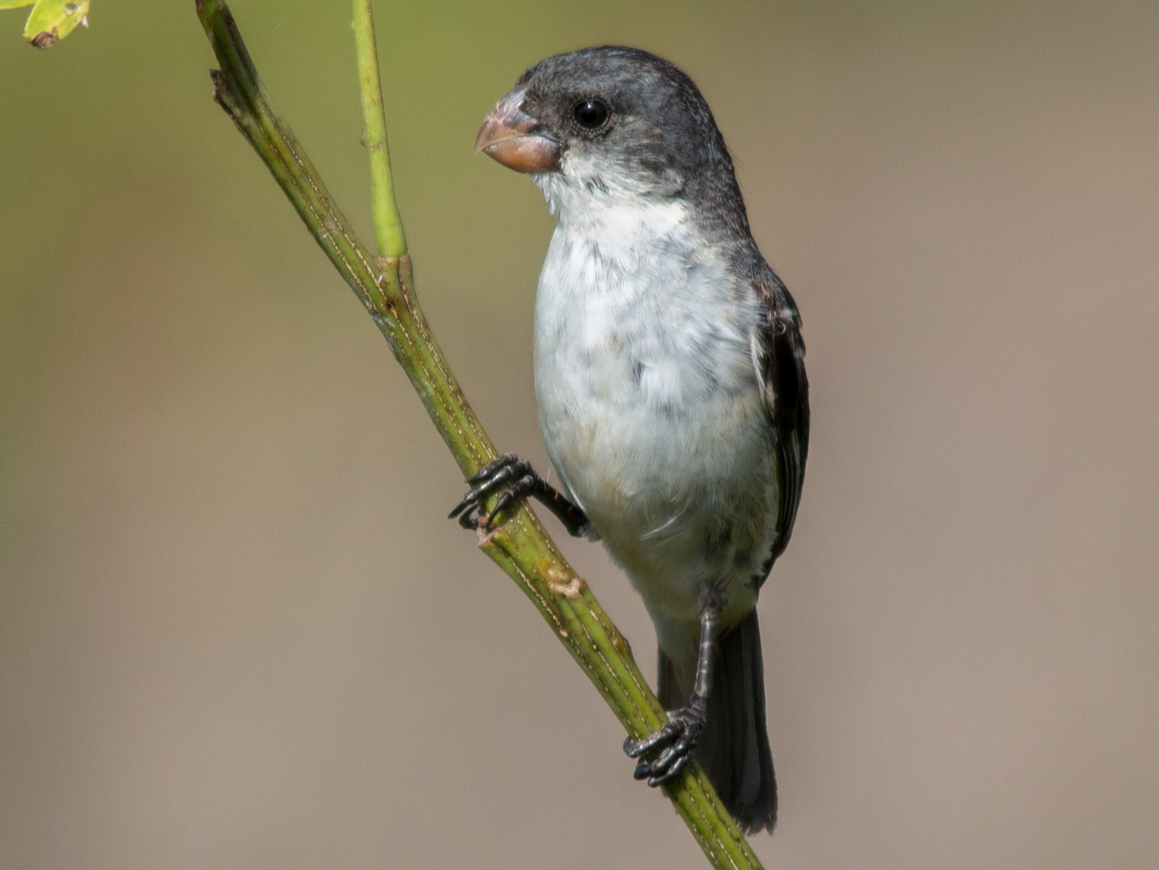 White-bellied Seedeater - eBird