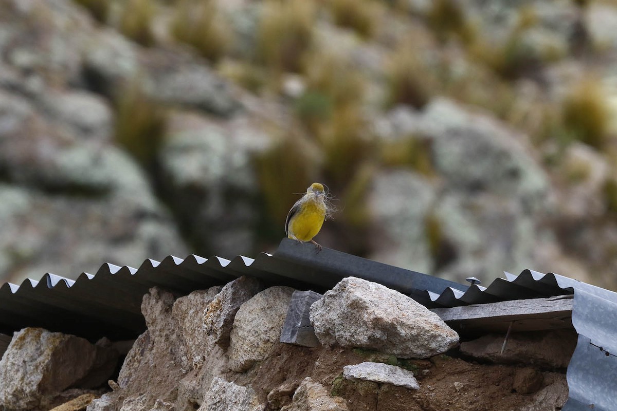ML83266441 Bright-rumped Yellow-Finch Macaulay Library