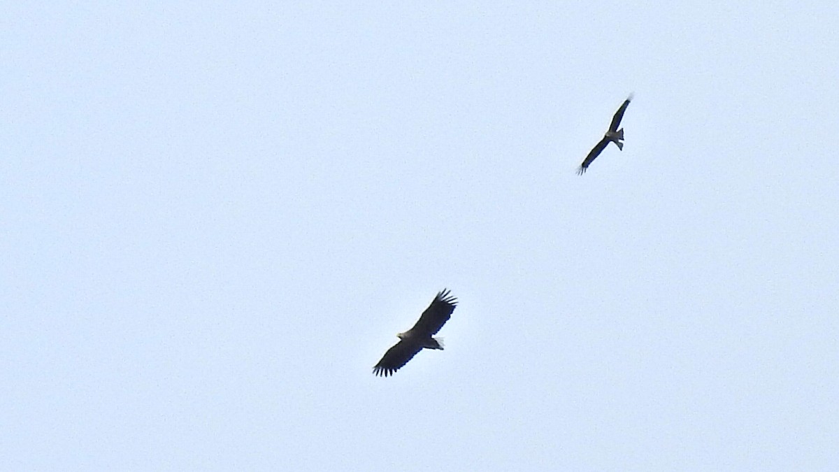 eBird Taiwan Checklist - 25 Jan 2018 - 台北--新店廣興濕地(Taipei--Xindian ...