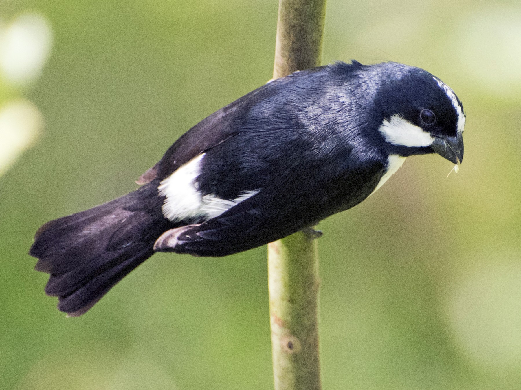 Lined Seedeater - eBird