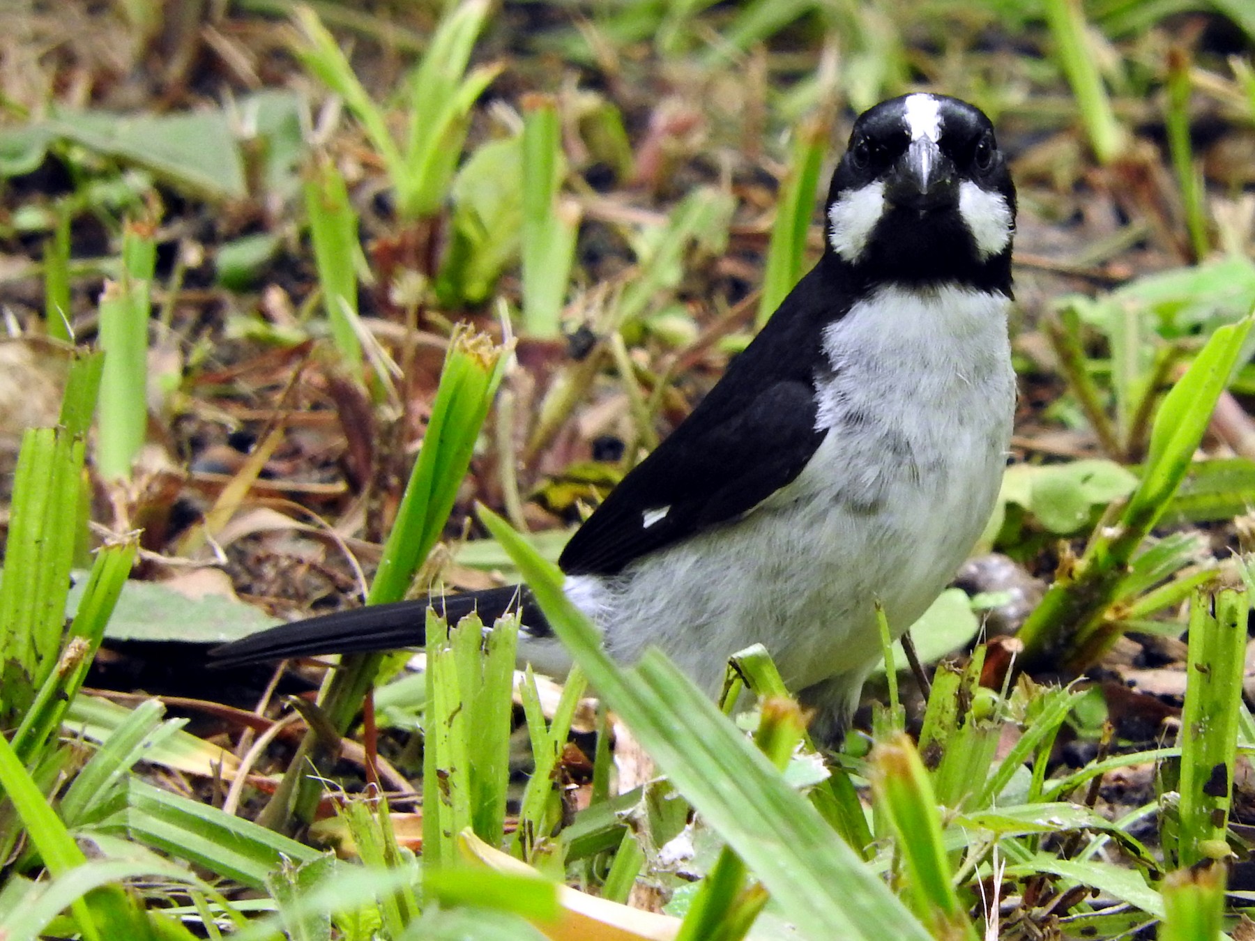 Lined Seedeater - eBird