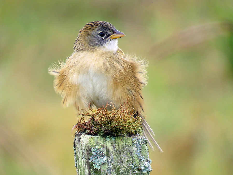 Lesser Grass-Finch - eBird