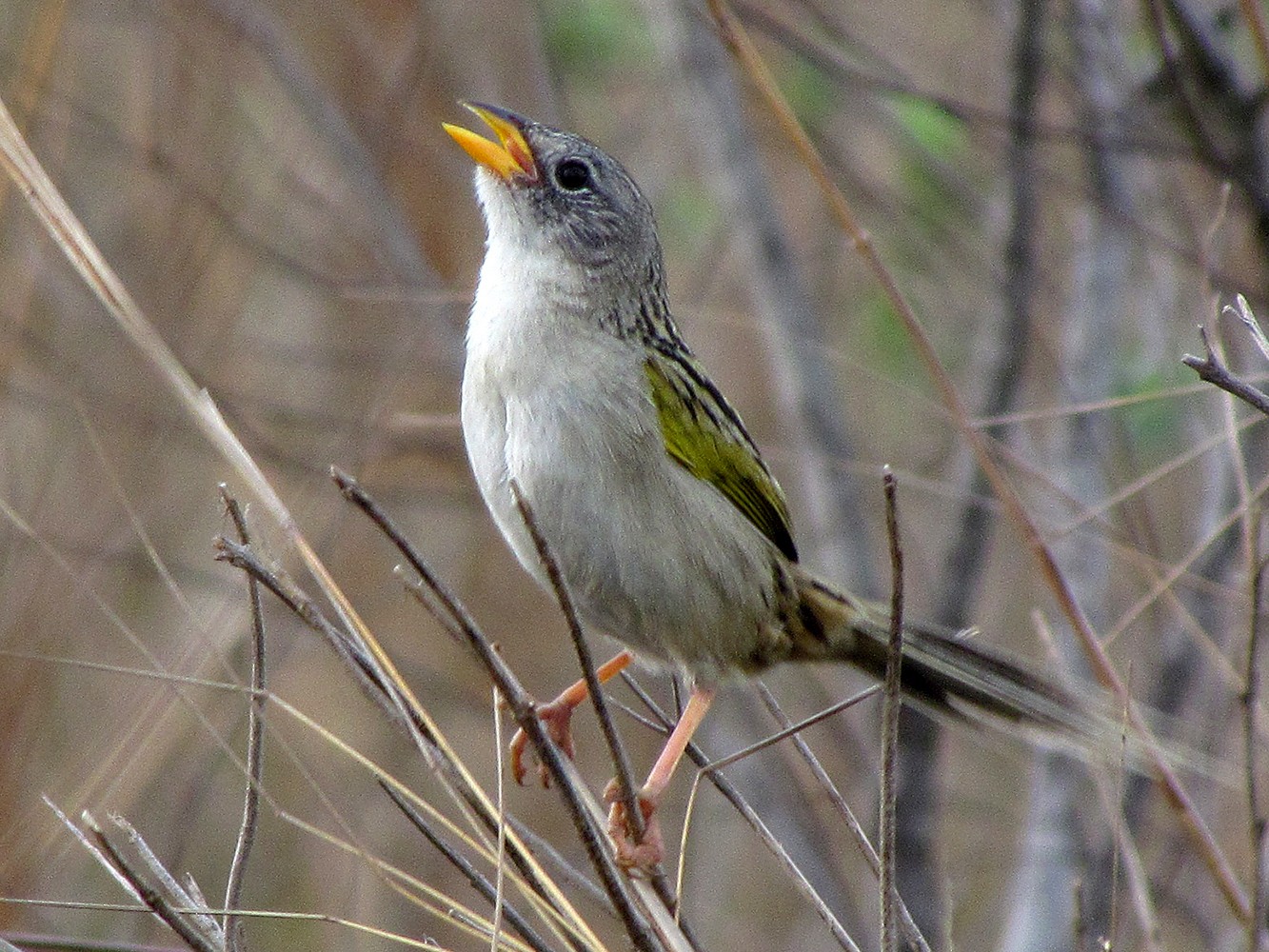 Lesser Grass-Finch - eBird