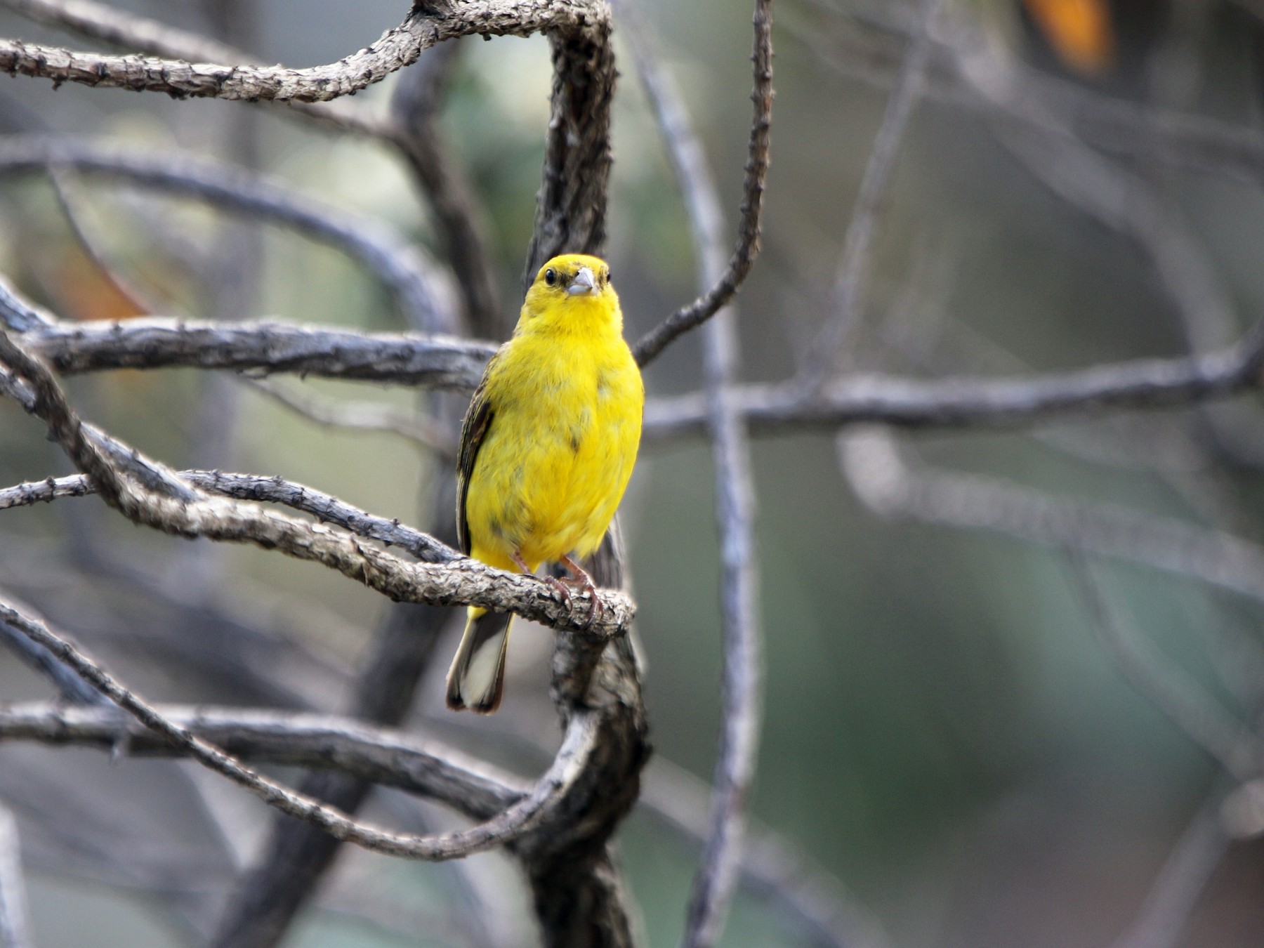 Stripe-tailed Yellow-Finch - eBird