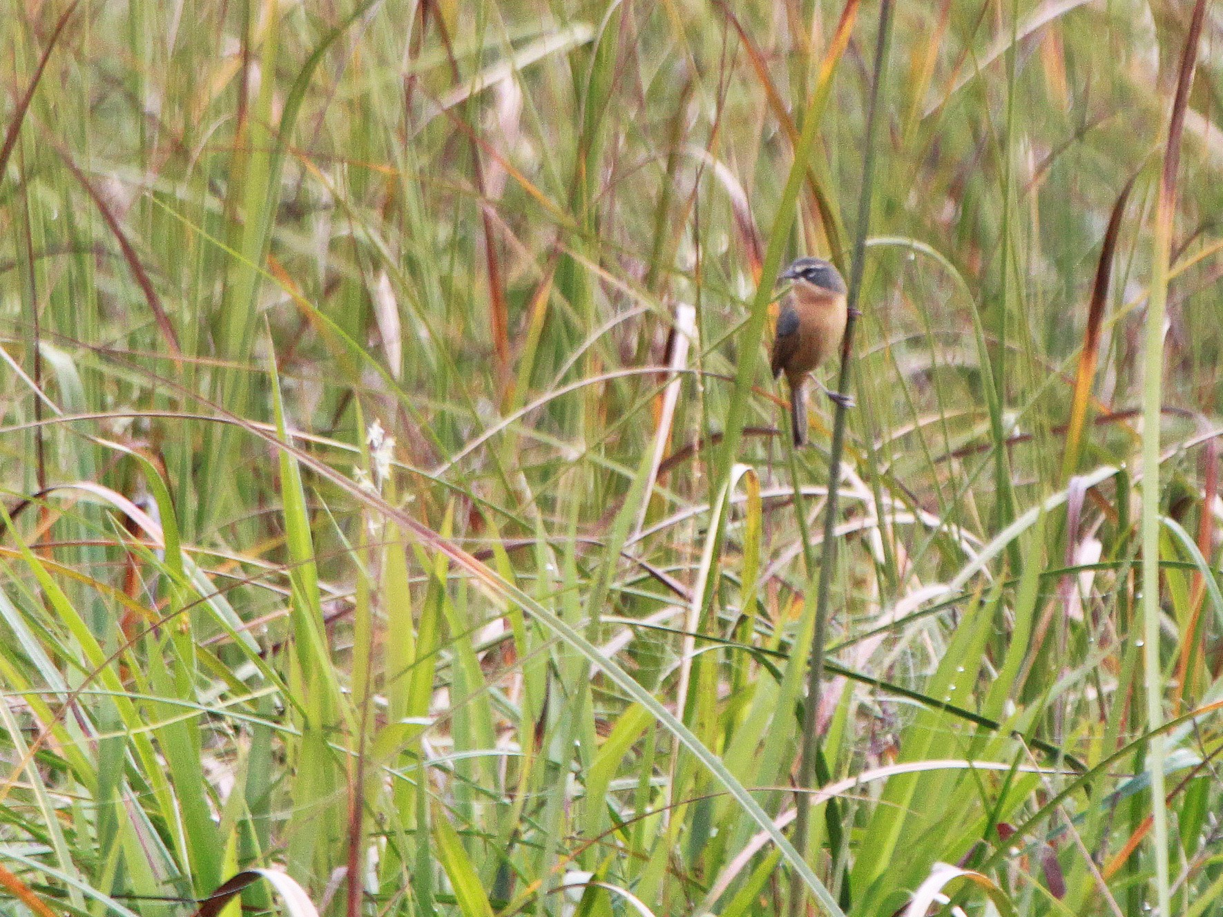 Long-tailed Reed Finch - eBird