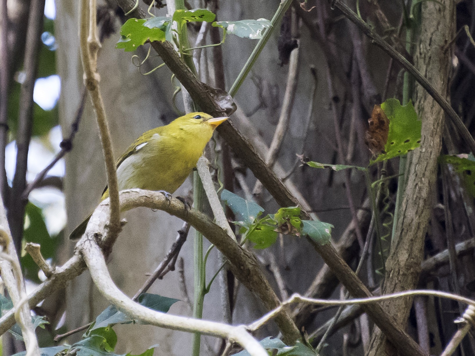 Rufous-headed Tanager - eBird