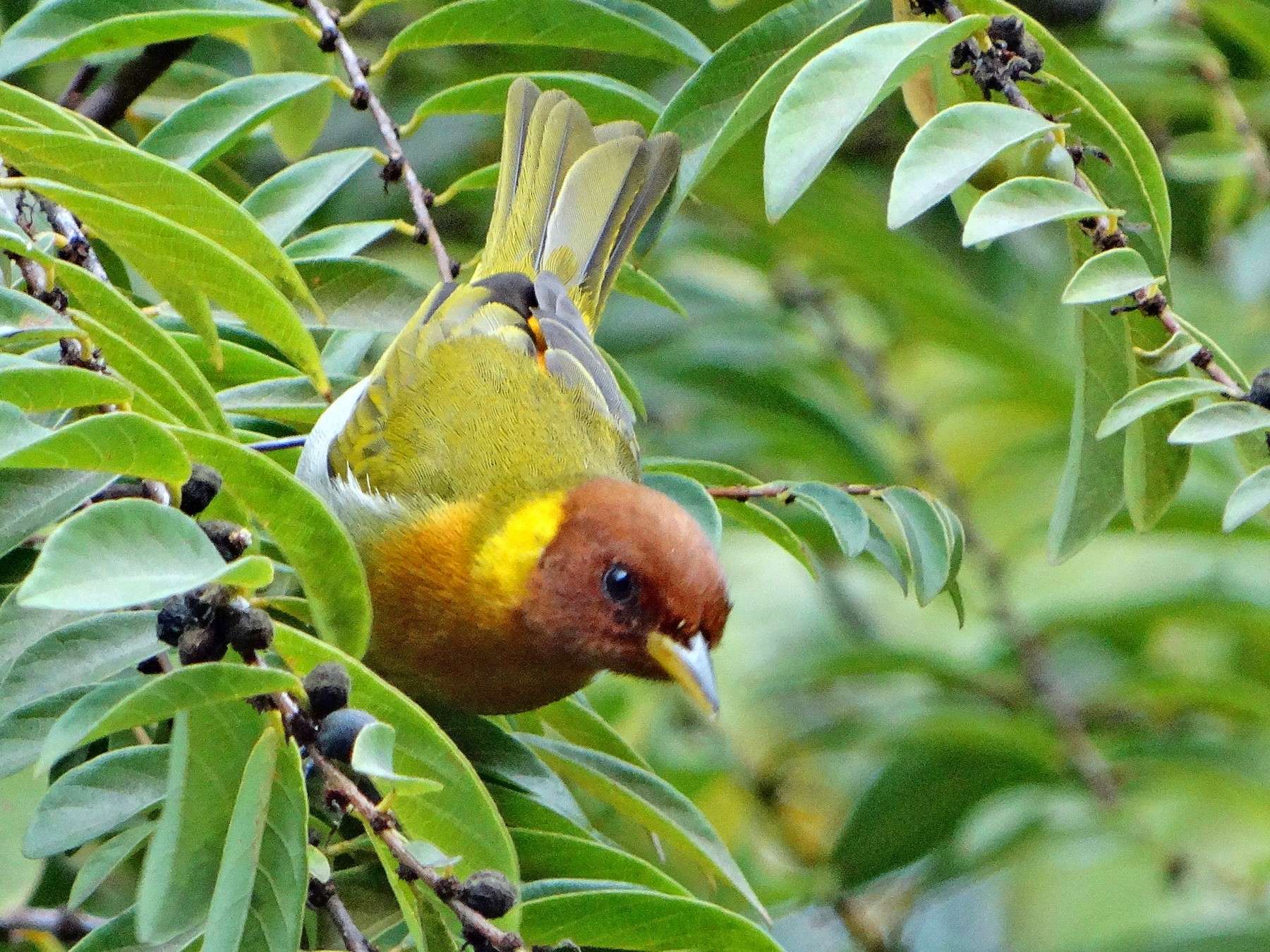 Rufous-headed Tanager - eBird