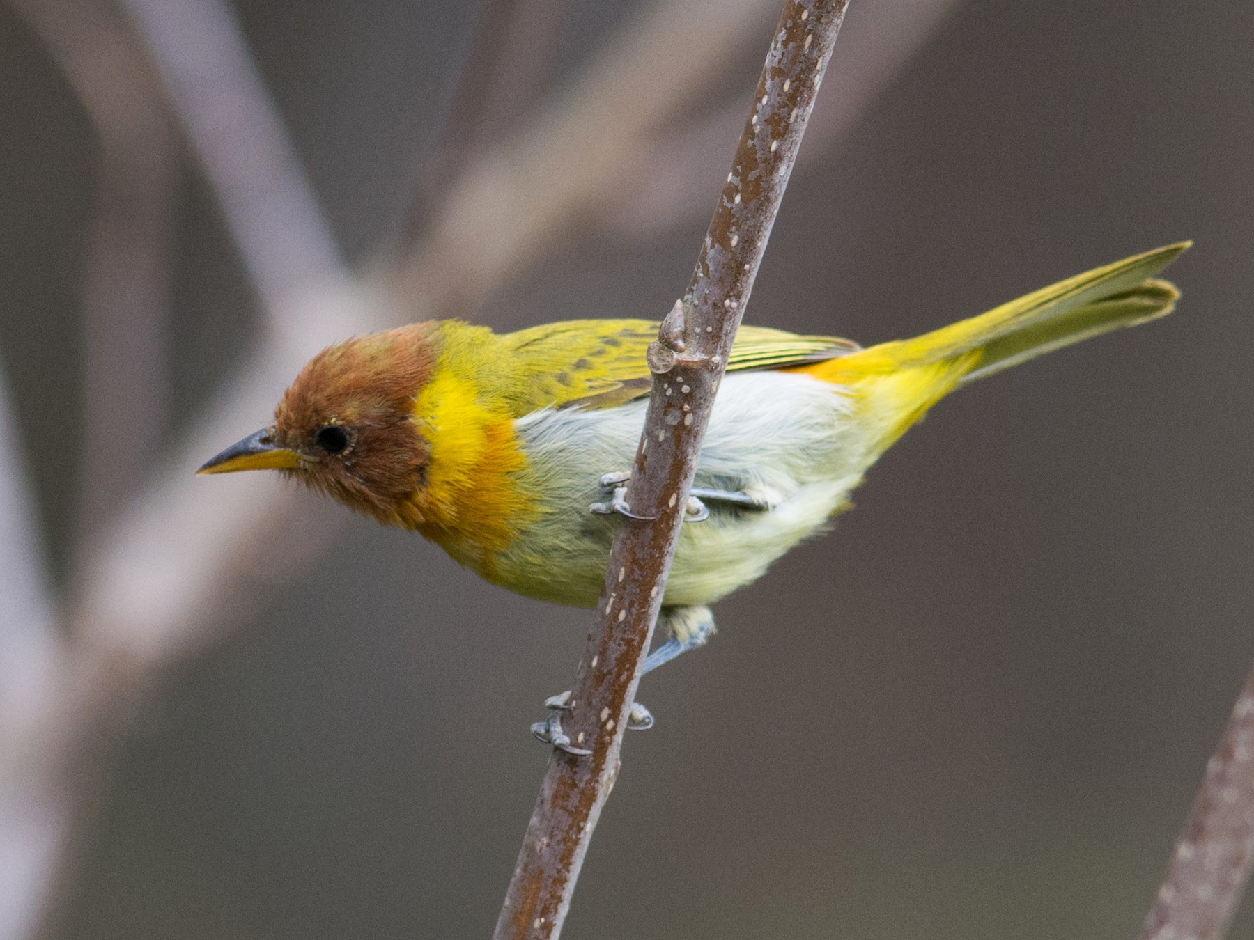 Rufous-headed Tanager - eBird