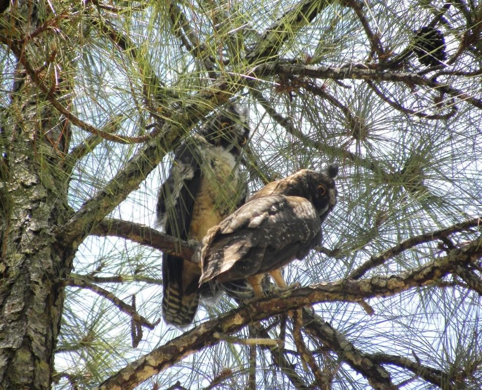 eBird Checklist - 4 May 2010 - Mountain Pine Ridge - Pinerichito Line ...