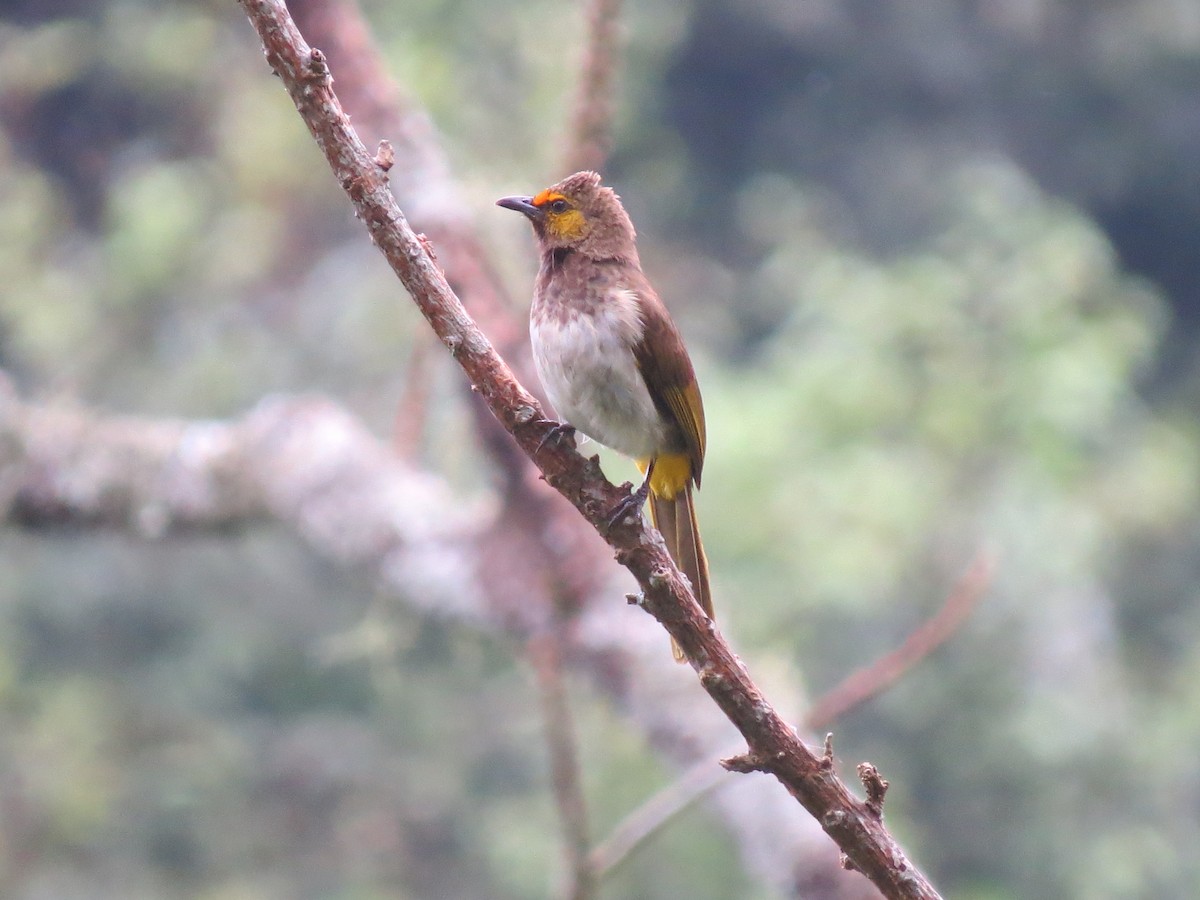 Orange-spotted Bulbul - Pycnonotus bimaculatus - Birds of the World
