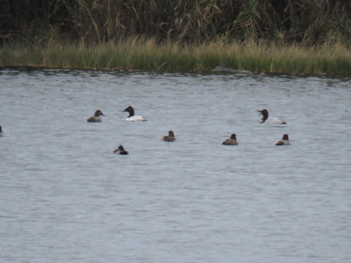 eBird Checklist - 25 Jan 2018 - Humble Camp Road Pond - 4 species