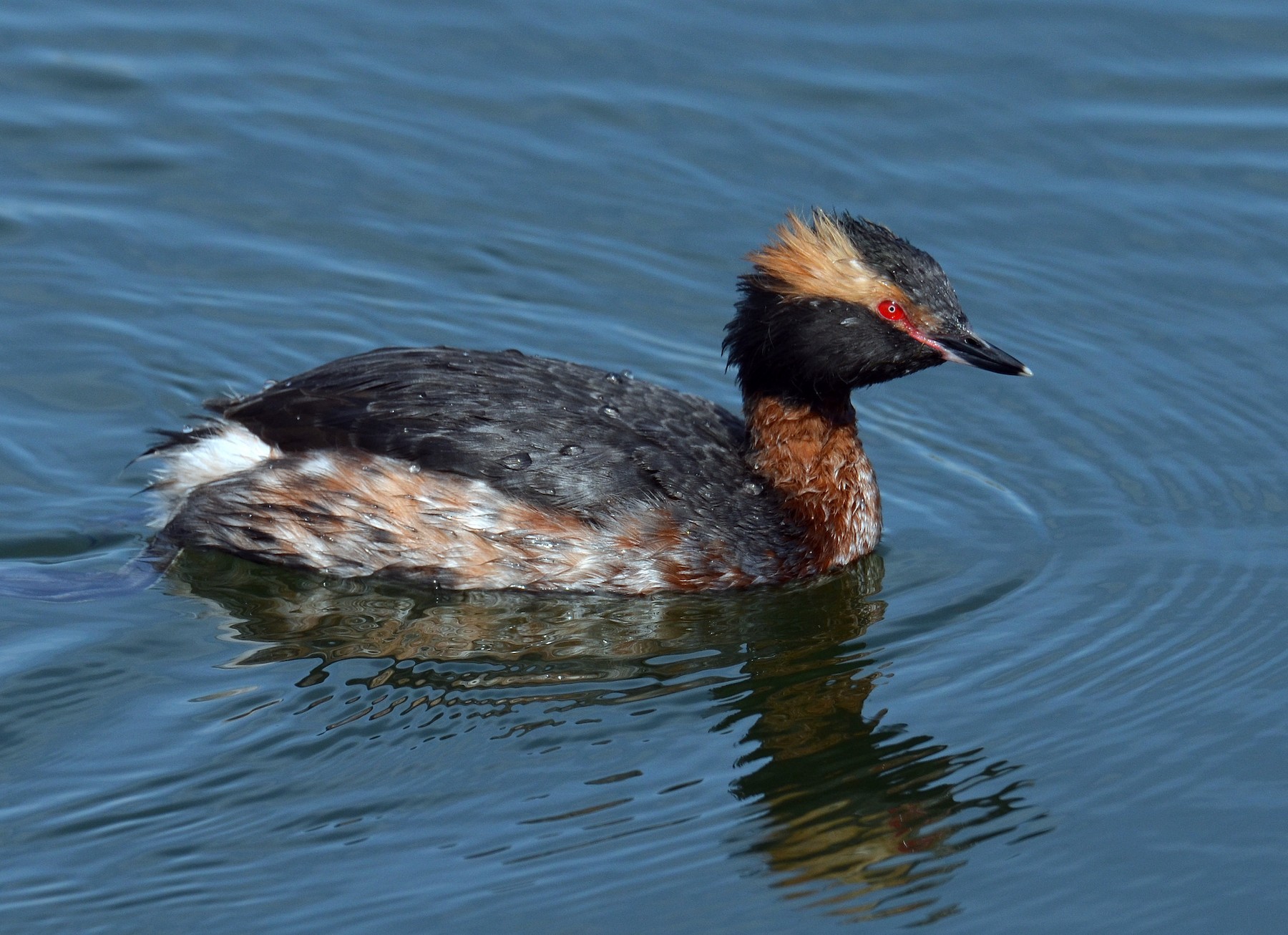 Horned/Eared Grebe - eBird