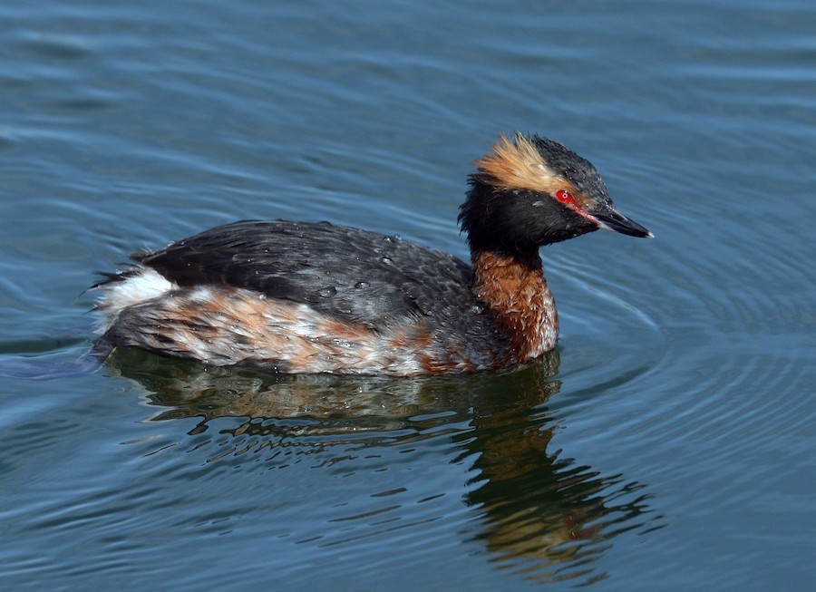 Horned/Eared Grebe - eBird