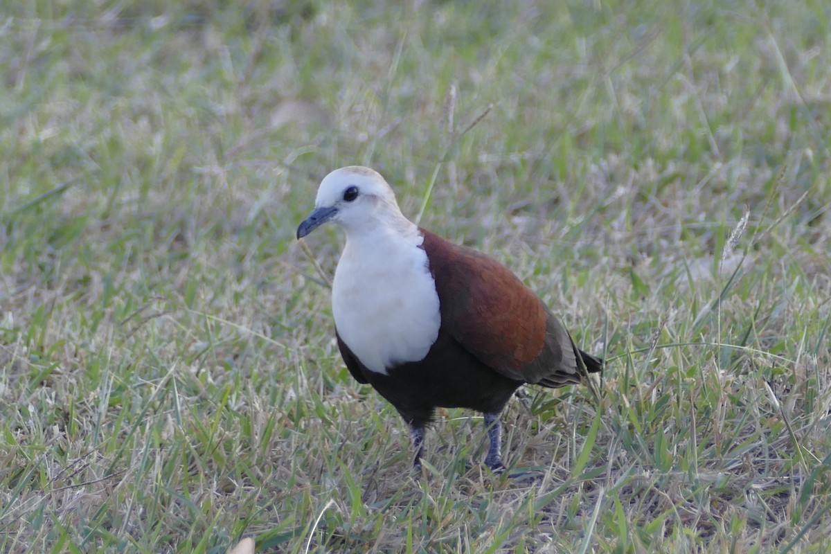 White-throated Ground Dove - Pampusana xanthonura - Birds of the World