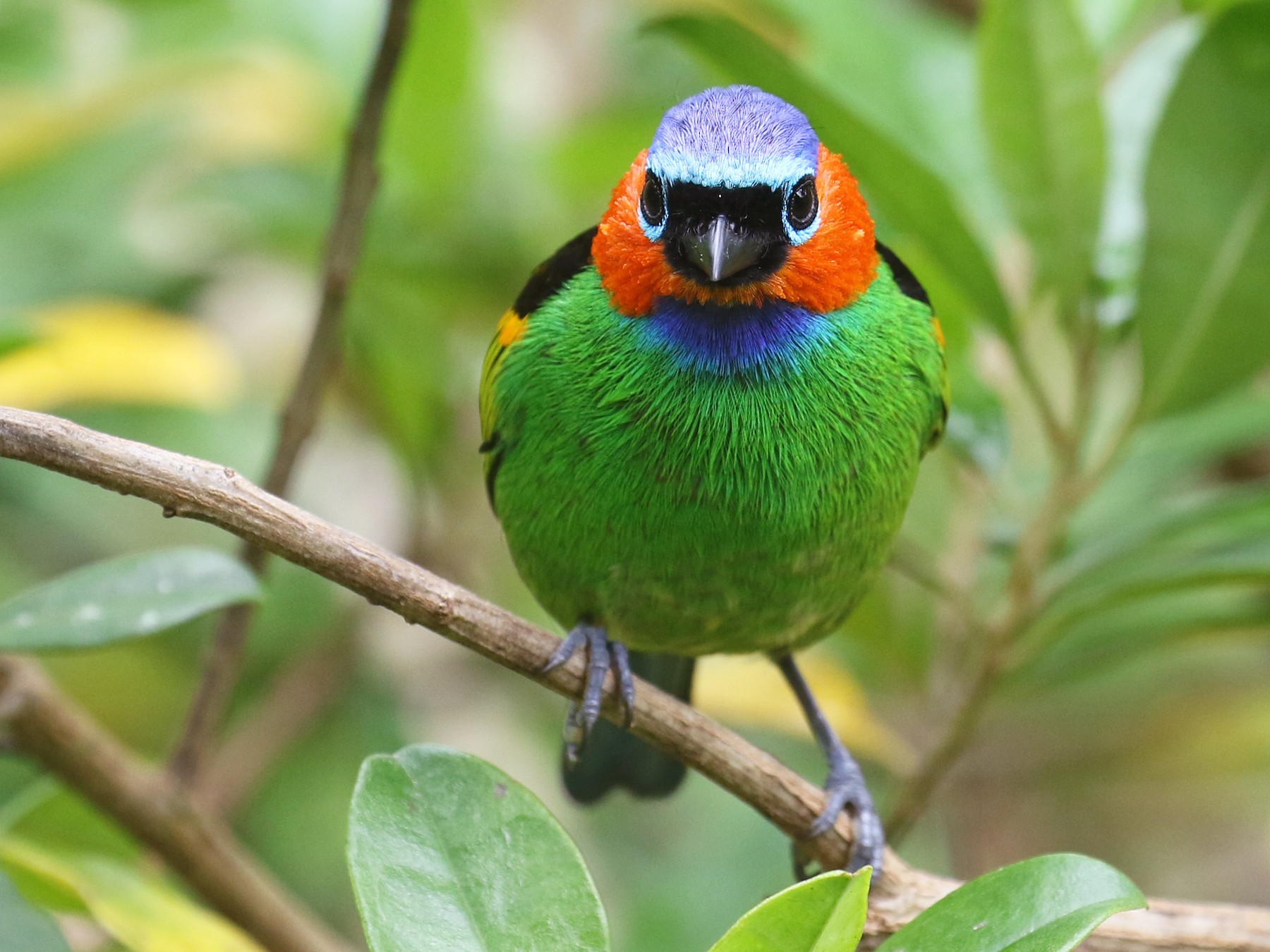 Red-necked Tanager - eBird