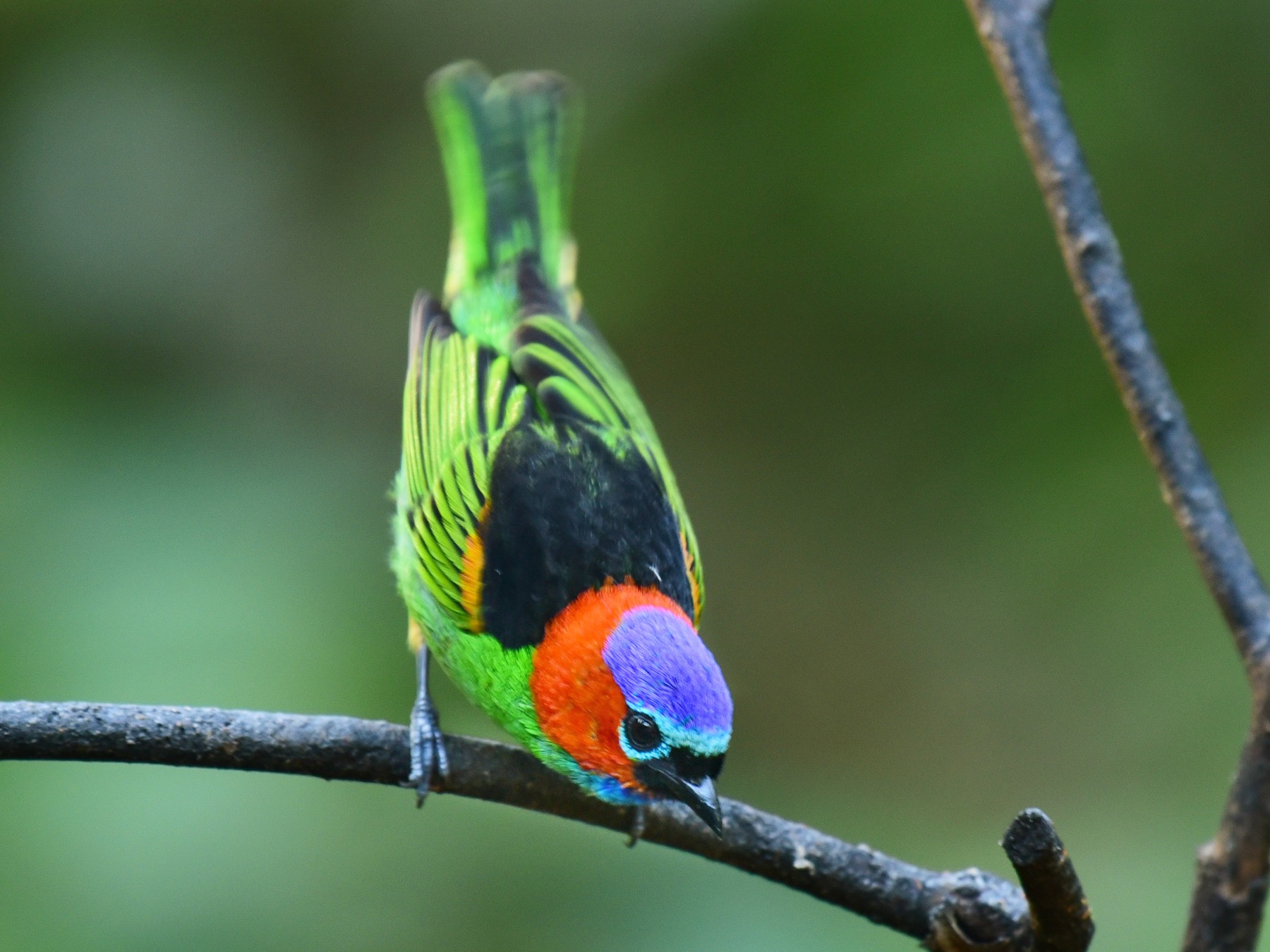 Red-necked Tanager - eBird