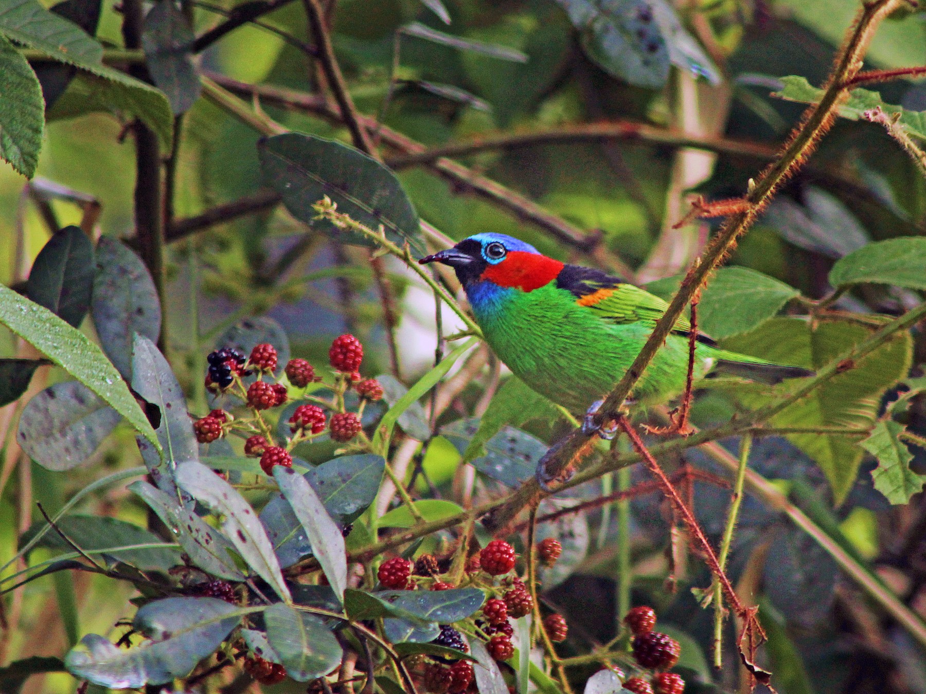 Red-necked Tanager - eBird