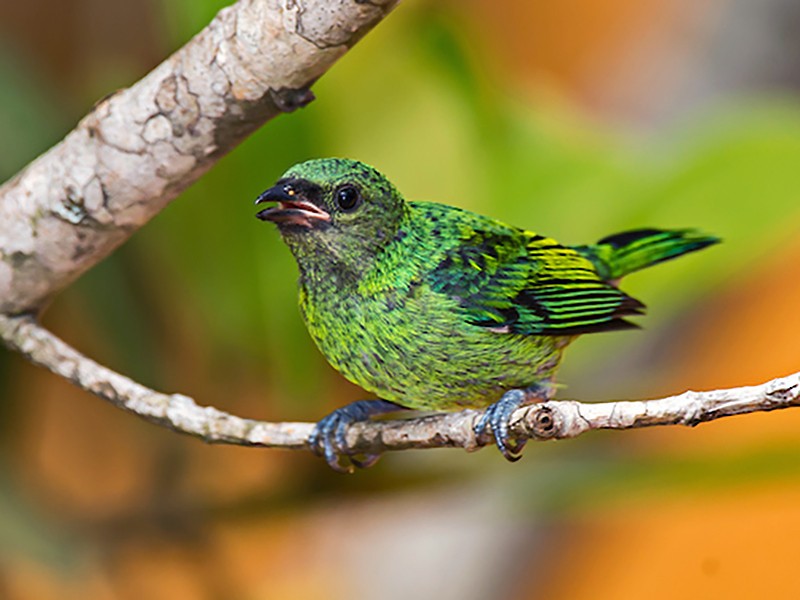 Green-headed Tanager - eBird