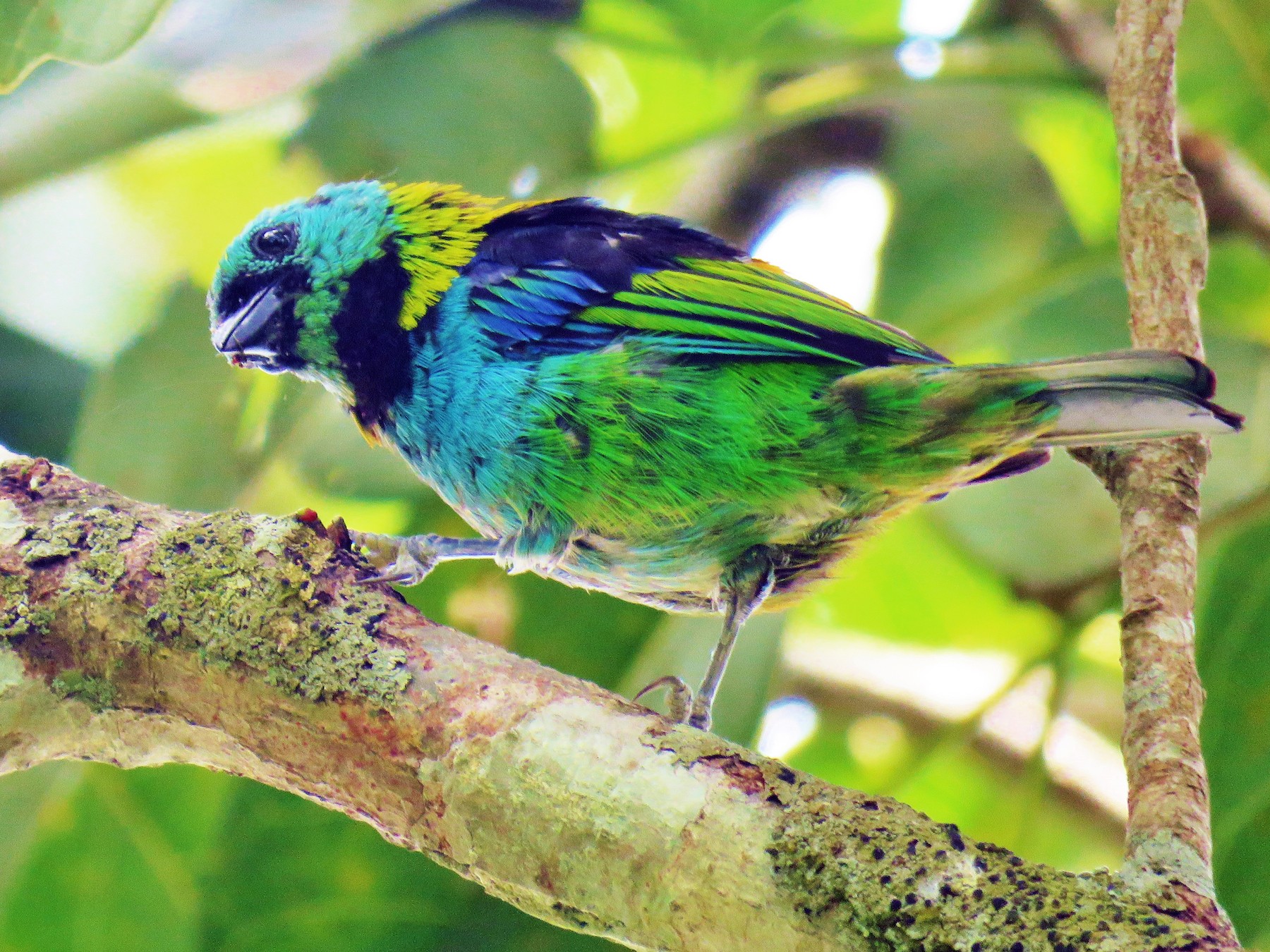 Green-headed Tanager - eBird