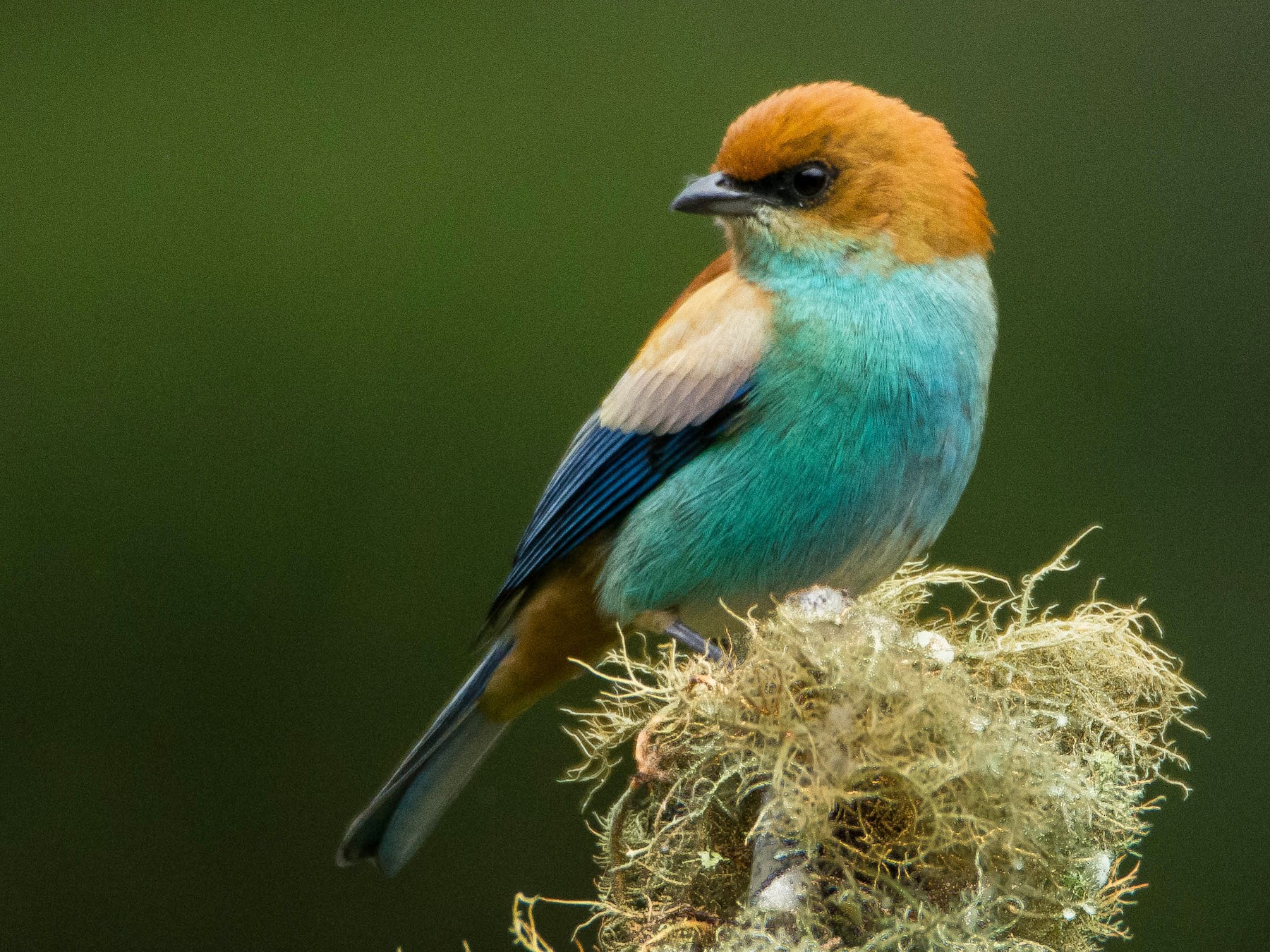 Chestnut-backed Tanager - eBird