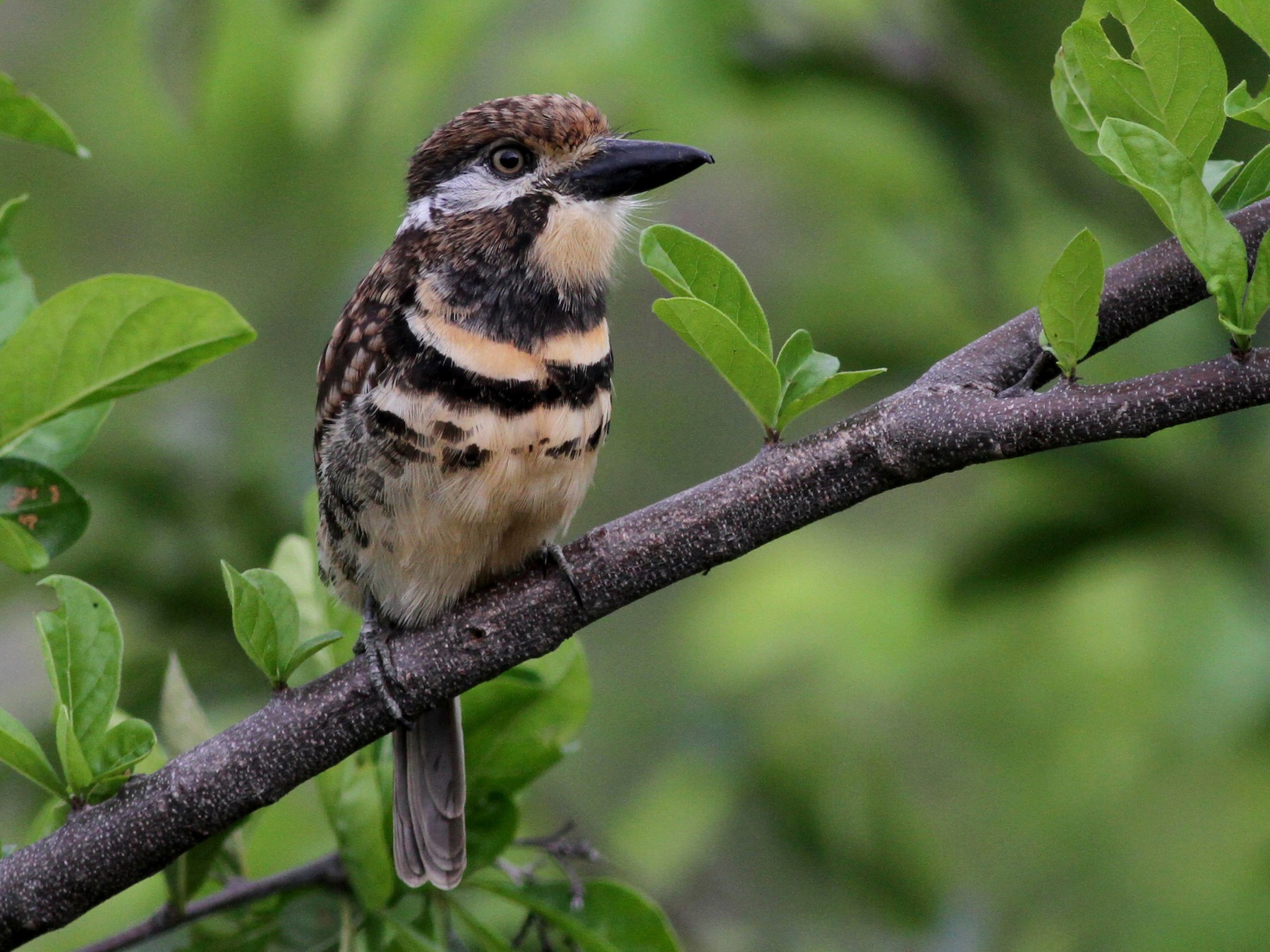 Two-banded Puffbird - eBird