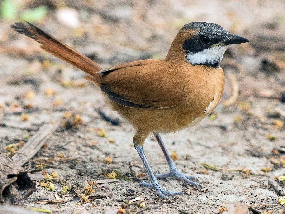 White-whiskered Spinetail - Synallaxis candei - Birds of the World