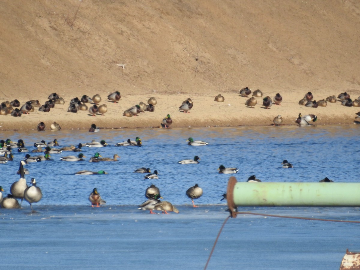 eBird Checklist - 27 Jan 2018 - George Wyth SP - 28 species