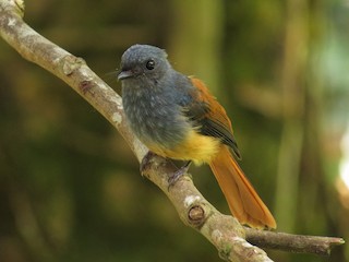 Blue-headed Fantail - Rhipidura cyaniceps - Birds of the World