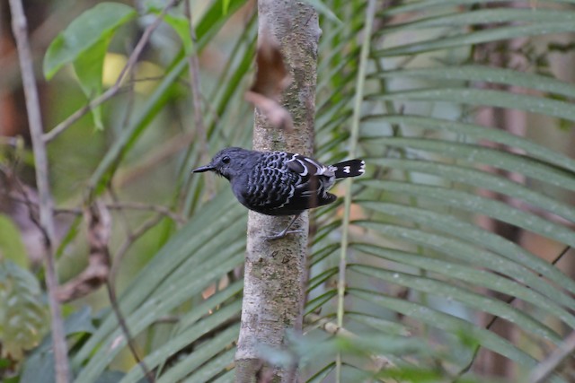 Photos - Xingu Scale-backed Antbird - Willisornis vidua - Birds of the ...
