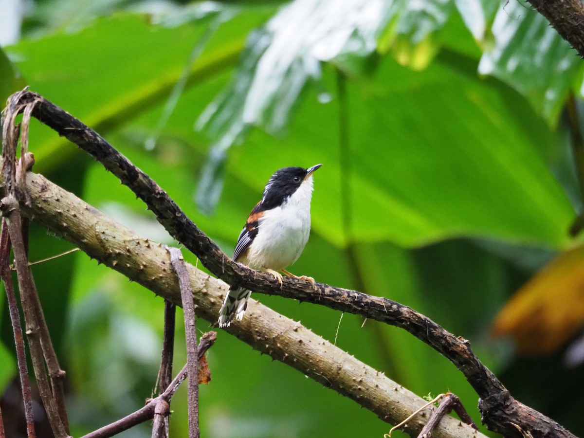 Rufous-backed Sibia - Leioptila annectens - Birds of the World