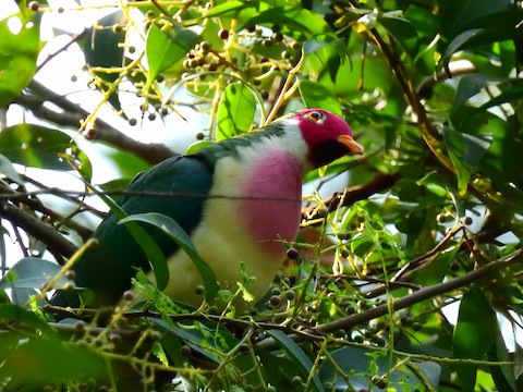 Tropical Rainforest Jambu Tree