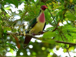 Jambu Fruit-Dove - Ptilinopus jambu - Birds of the World