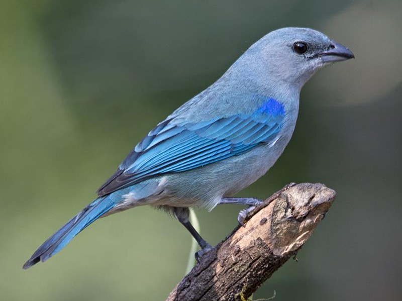 Azure-shouldered Tanager - eBird