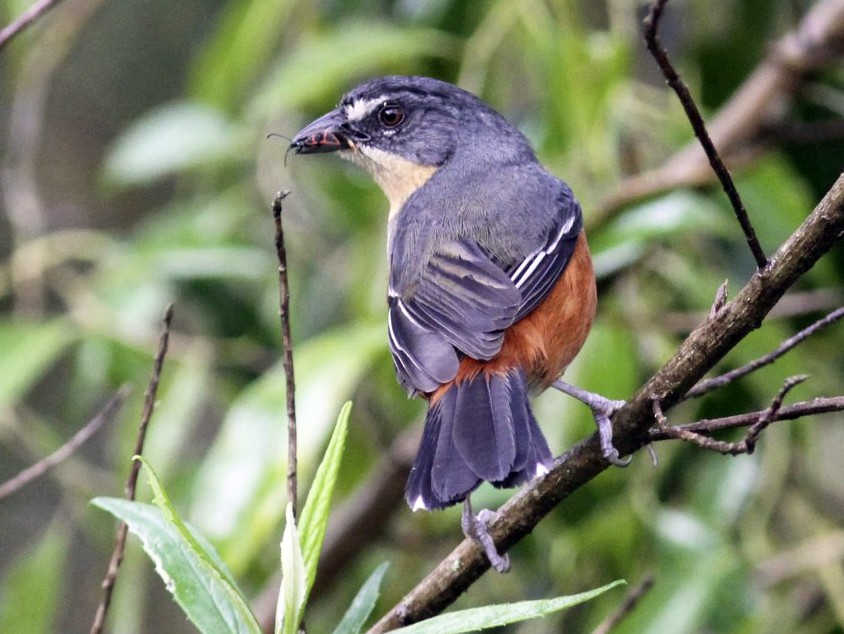 Buff-throated Warbling Finch - eBird