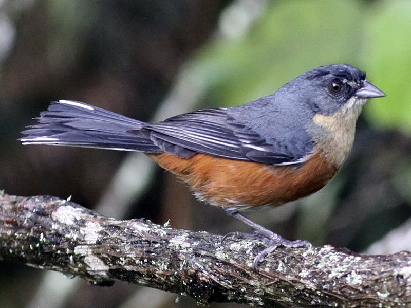 Buff-throated Warbling Finch - eBird