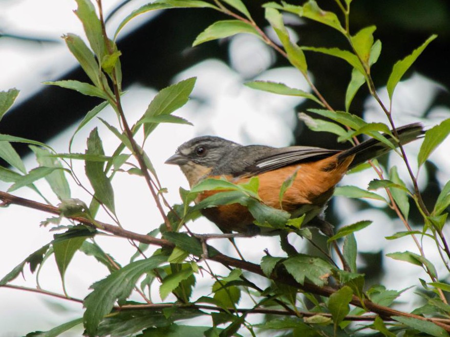 Buff-throated Warbling Finch - eBird